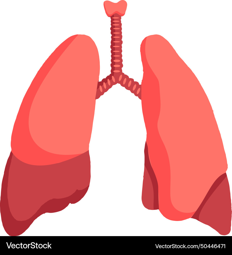 Human lung Royalty Free Vector Image - VectorStock
