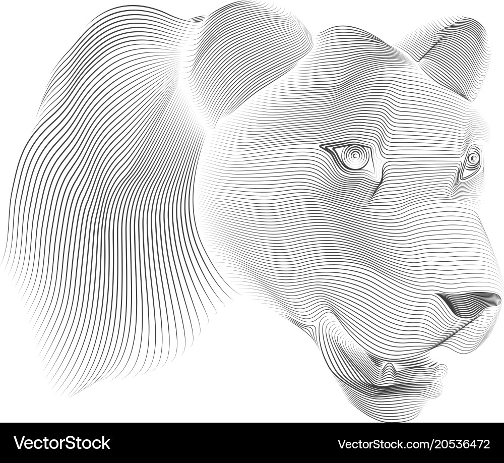 Female lion Royalty Free Vector Image - VectorStock