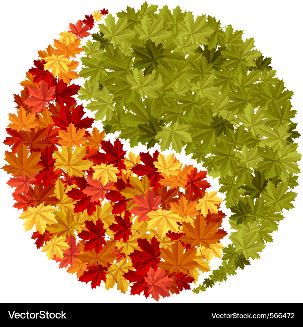 Maple symbol Royalty Free Vector Image - VectorStock