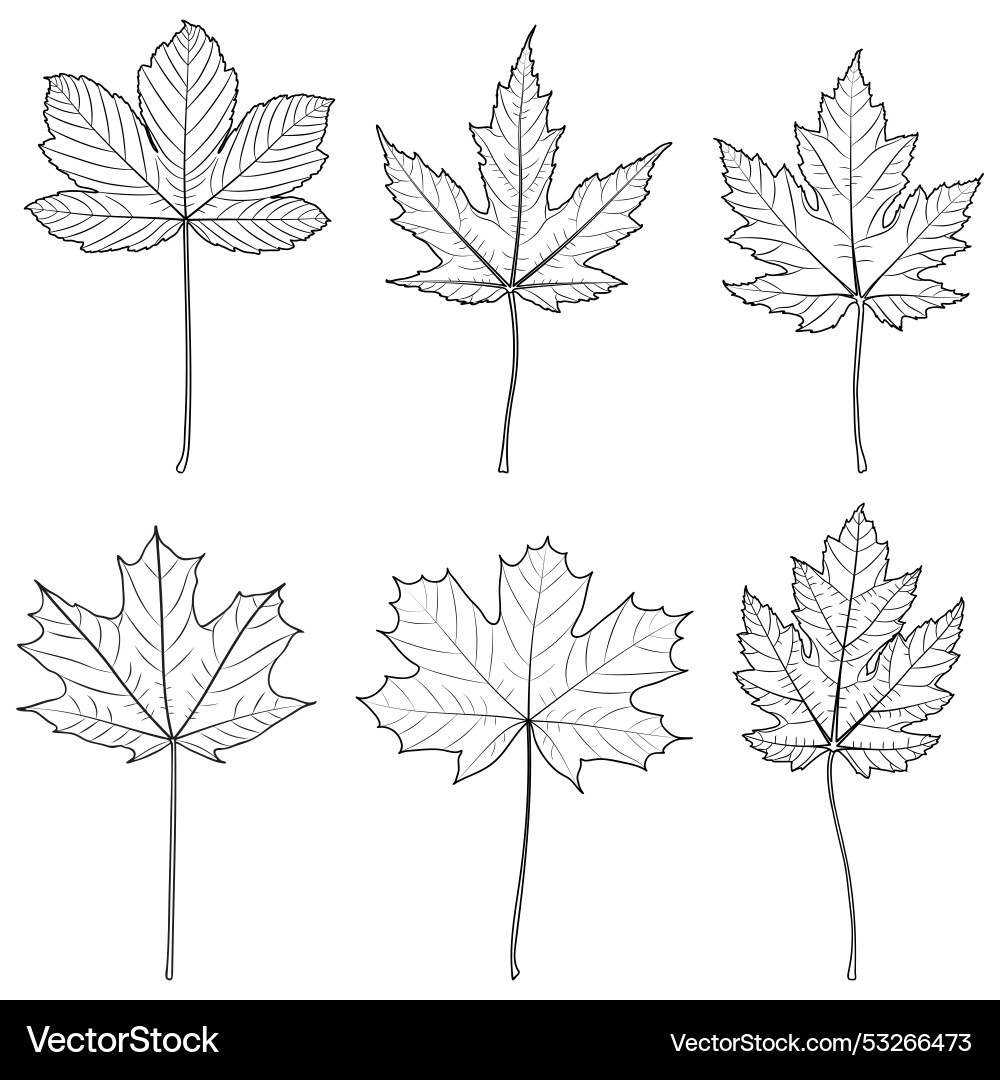 Maple tree outline leaves Royalty Free Vector Image