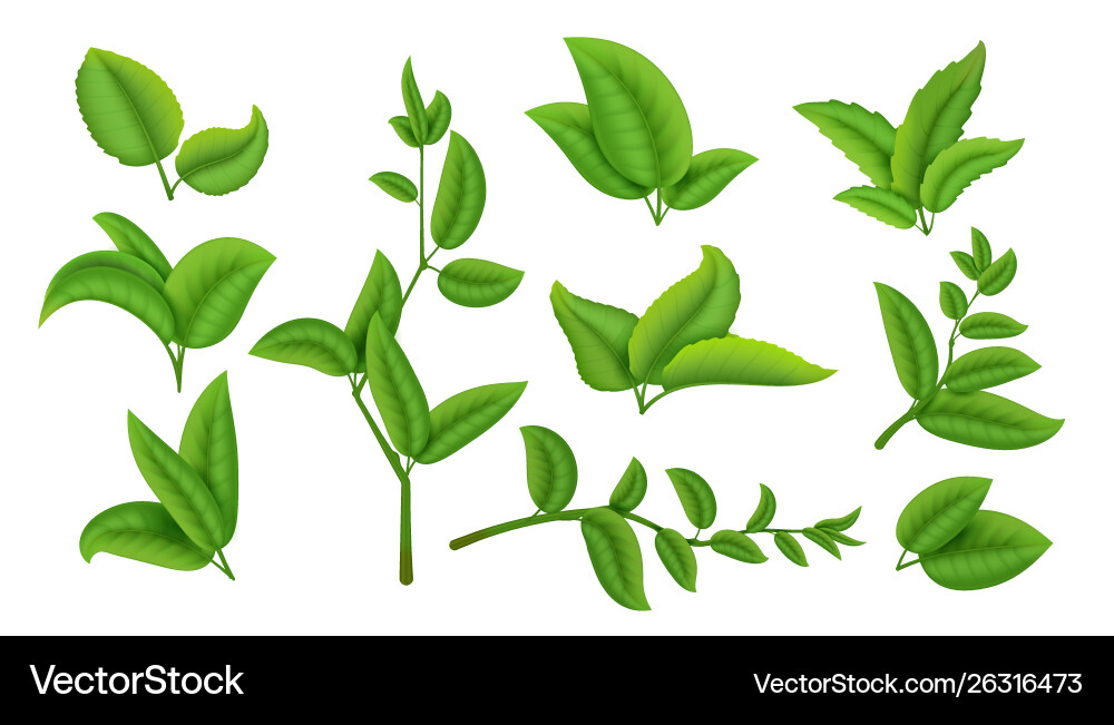Realistic tea leaves and branches green plants Vector Image