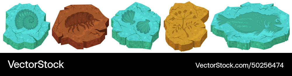 Fossil stones with beetles shell plants Royalty Free Vector