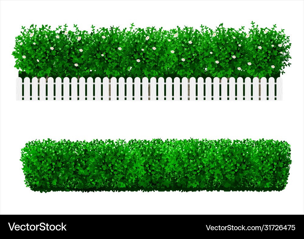 Bush in form a green hedge Royalty Free Vector Image
