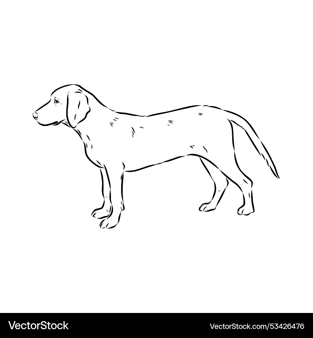 Dunker dog sketch portrait isolated on white Vector Image