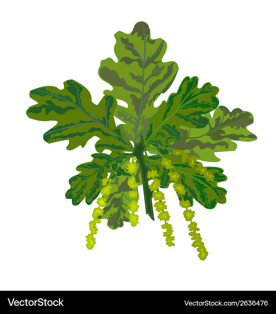 Oak branch Royalty Free Vector Image - VectorStock