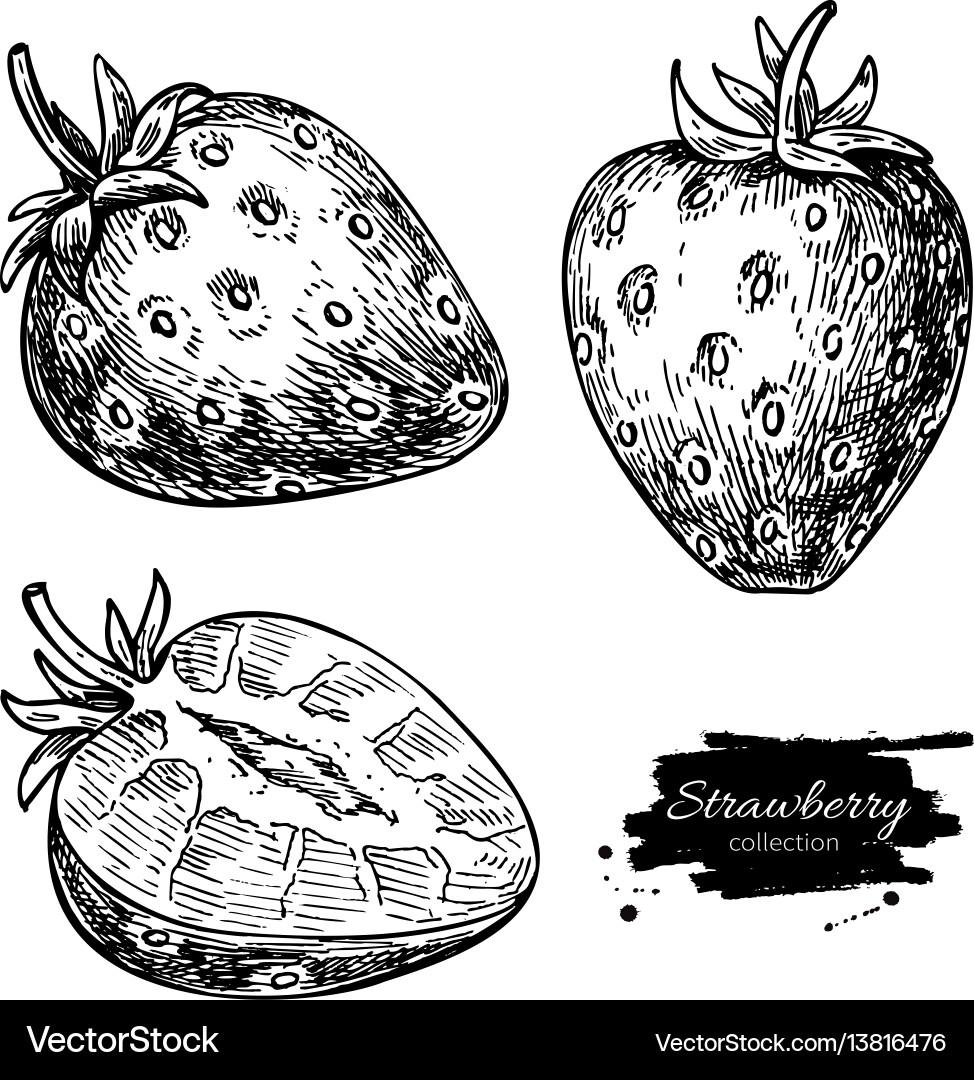 Strawberry drawing set isolated hand drawn Vector Image