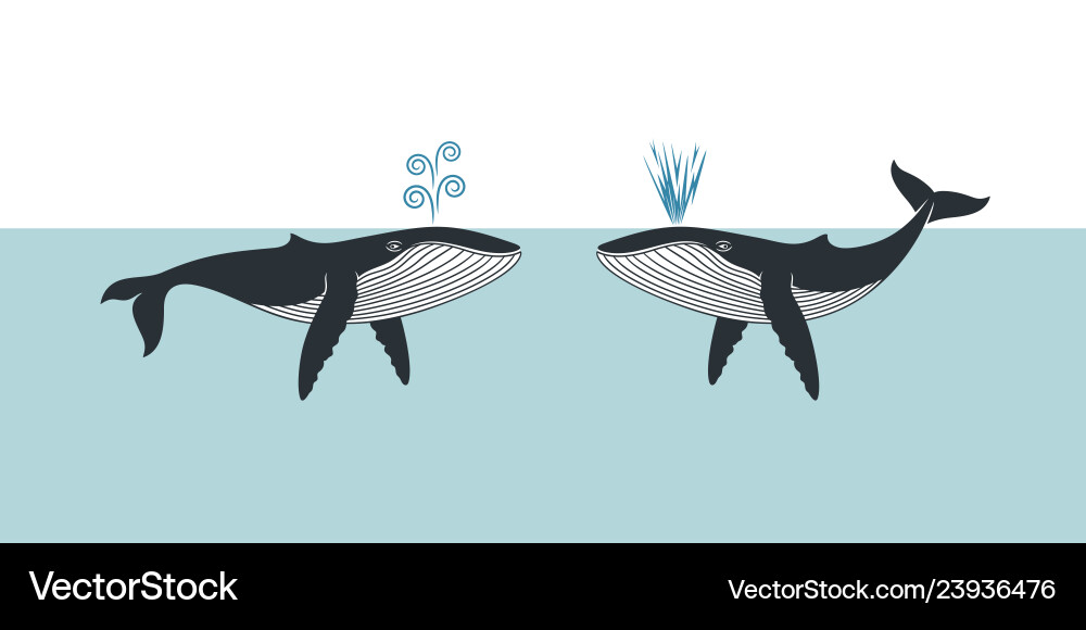 Whale Royalty Free Vector Image - VectorStock
