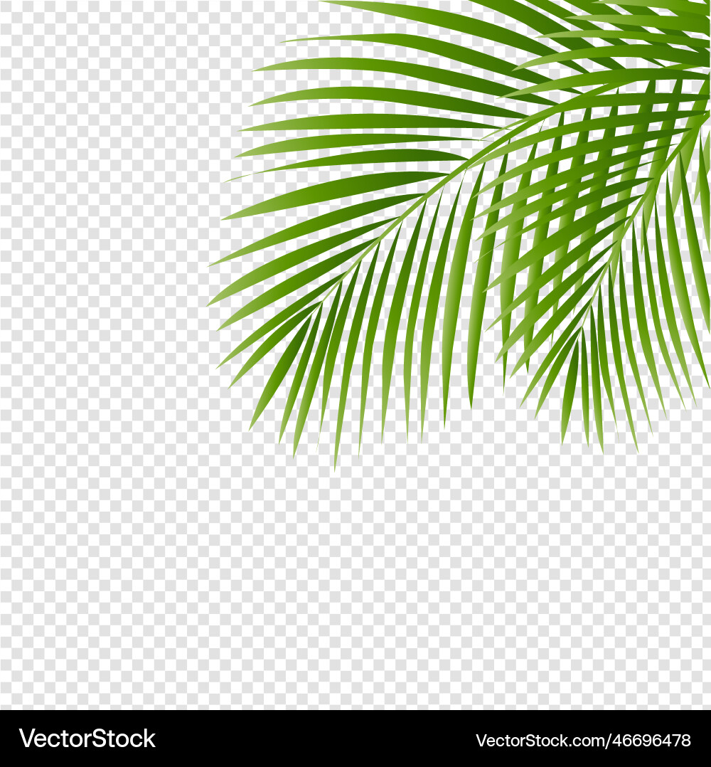 Palm tree leaves and isolated transparent Vector Image