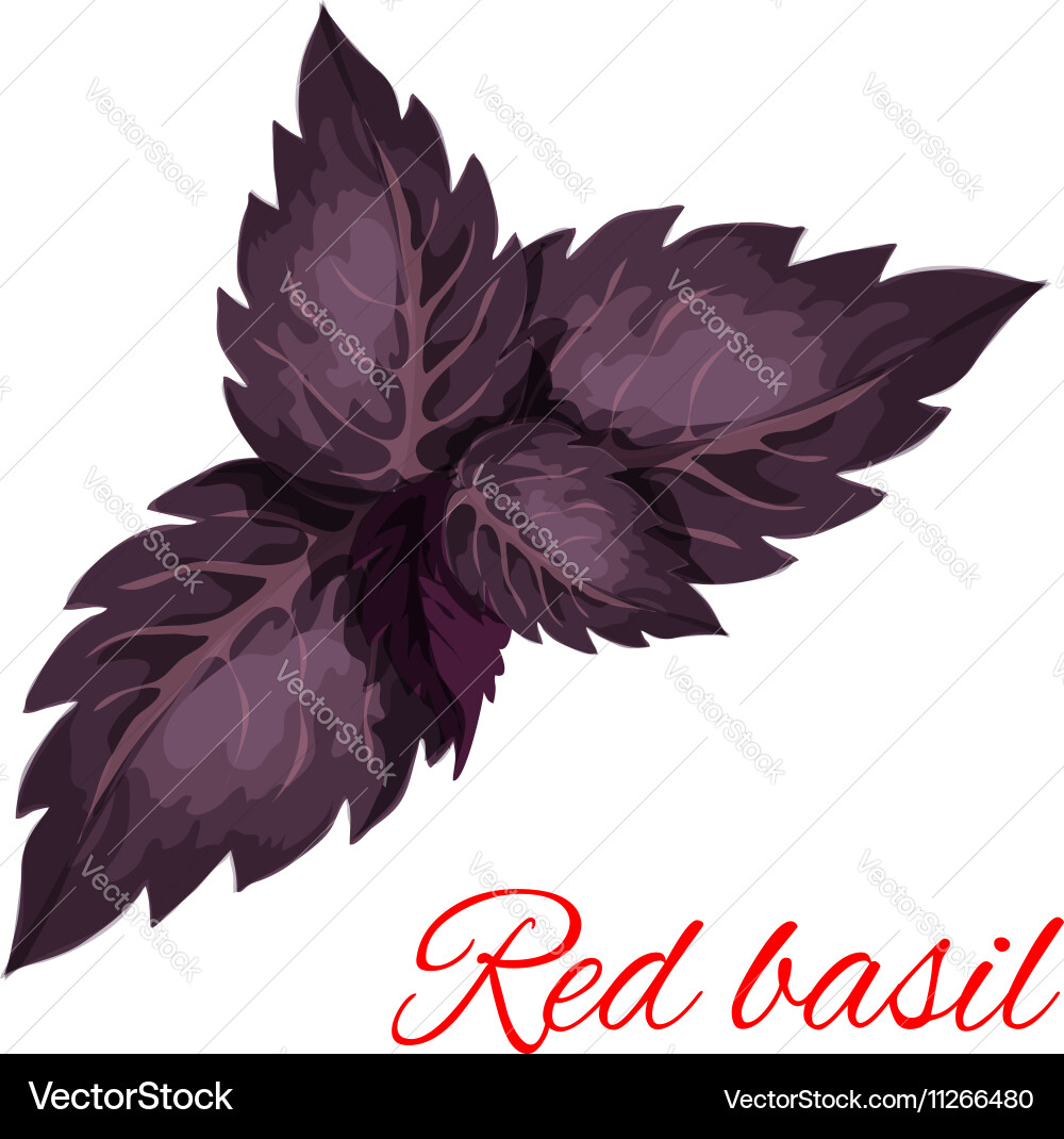 Red basil herb leaves isolated emblem Royalty Free Vector