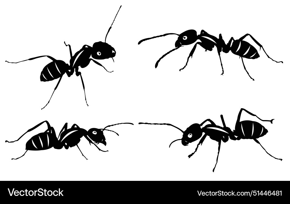 Ant Black White Royalty Free Vector Image Vectorstock