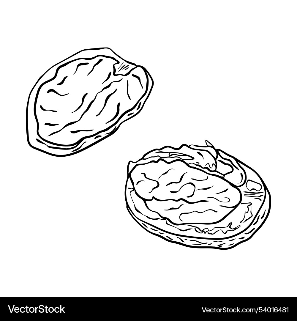 Sketch of walnuts in style Royalty Free Vector Image