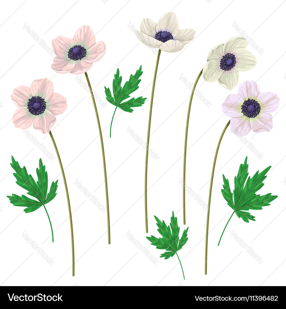 Anemone Royalty Free Vector Image - VectorStock