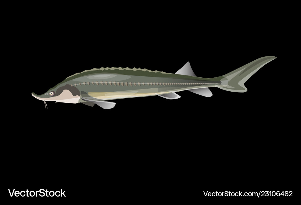 Fresh sturgeon fish Royalty Free Vector Image - VectorStock