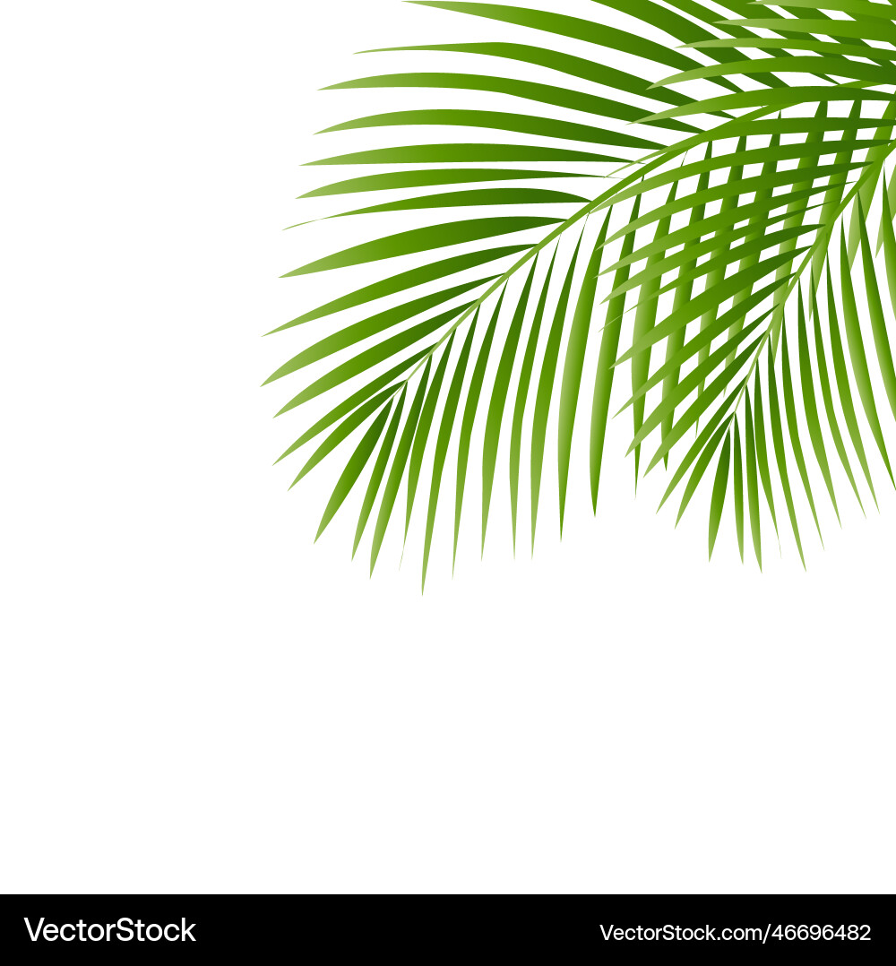 Palm Tree Leaves Vector Palm Leaf Stock Illustrations – 388,330 Palm
