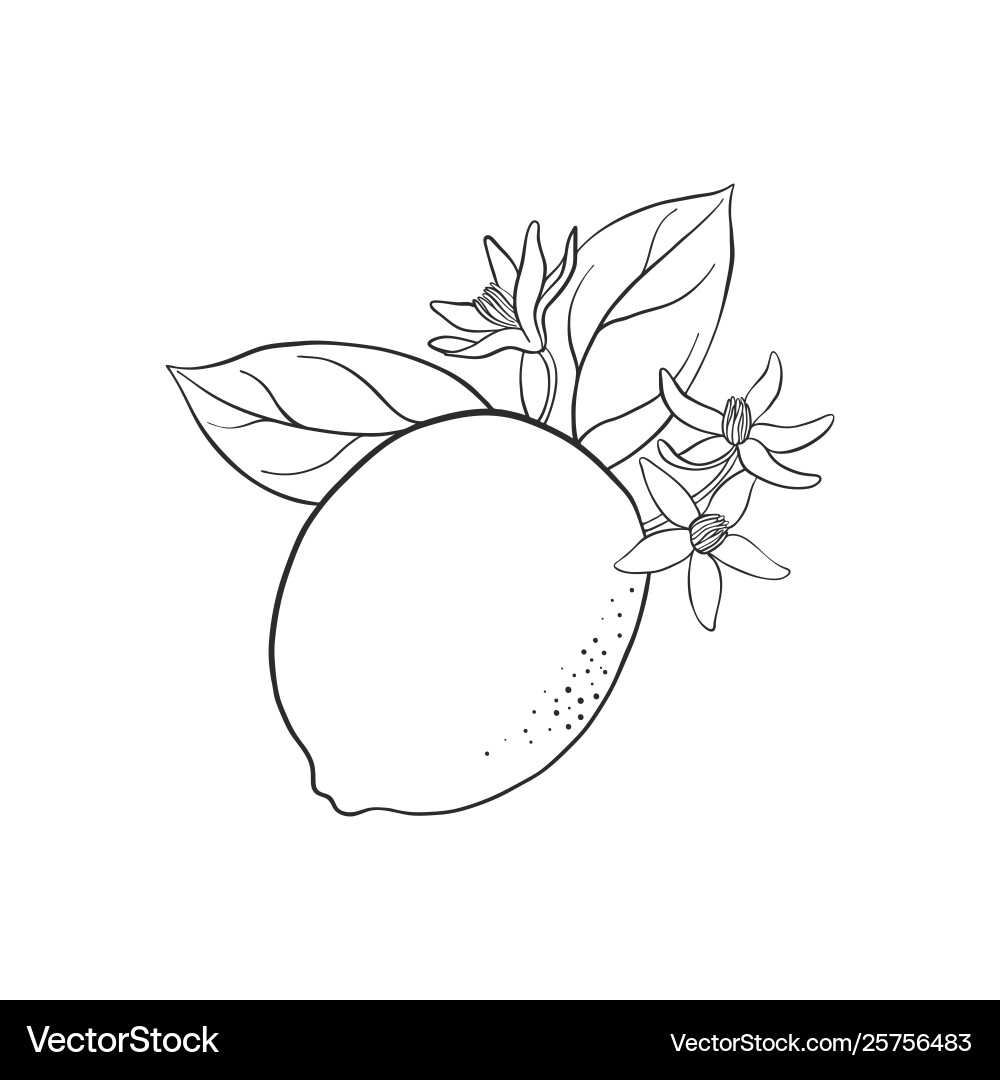Drawing lemon Royalty Free Vector Image - VectorStock