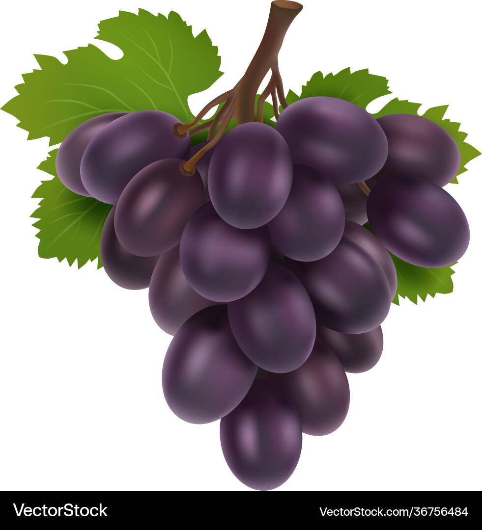 Black grape 3d bunch grapes realistic fruit Vector Image