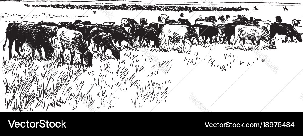Vintage Cattle Engraving Royalty Free Vector Image