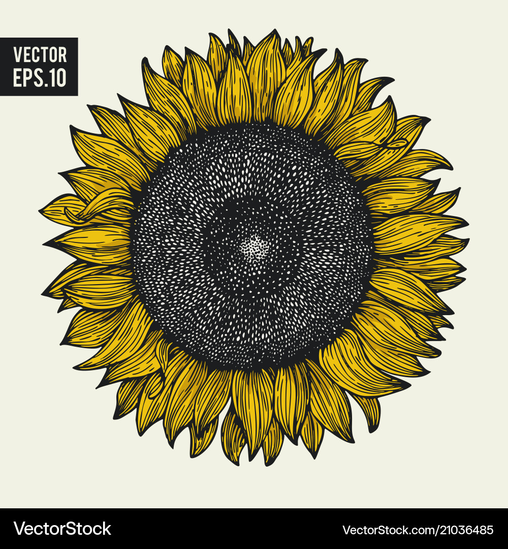 Sunflower hand drawn can Royalty Free Vector Image