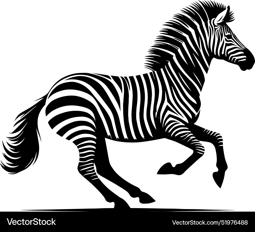 Zebra silhouette isolated on white background Vector Image