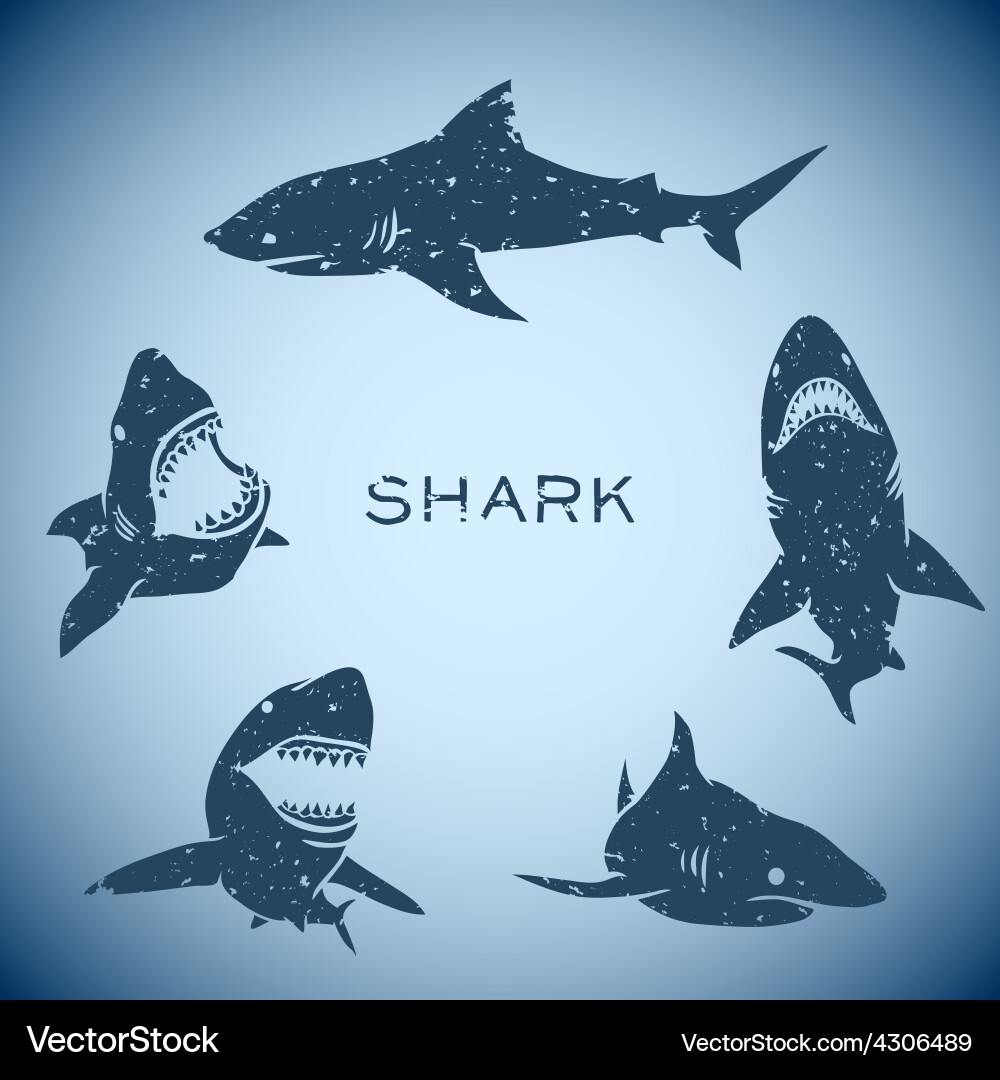 Shark concept Royalty Free Vector Image - VectorStock