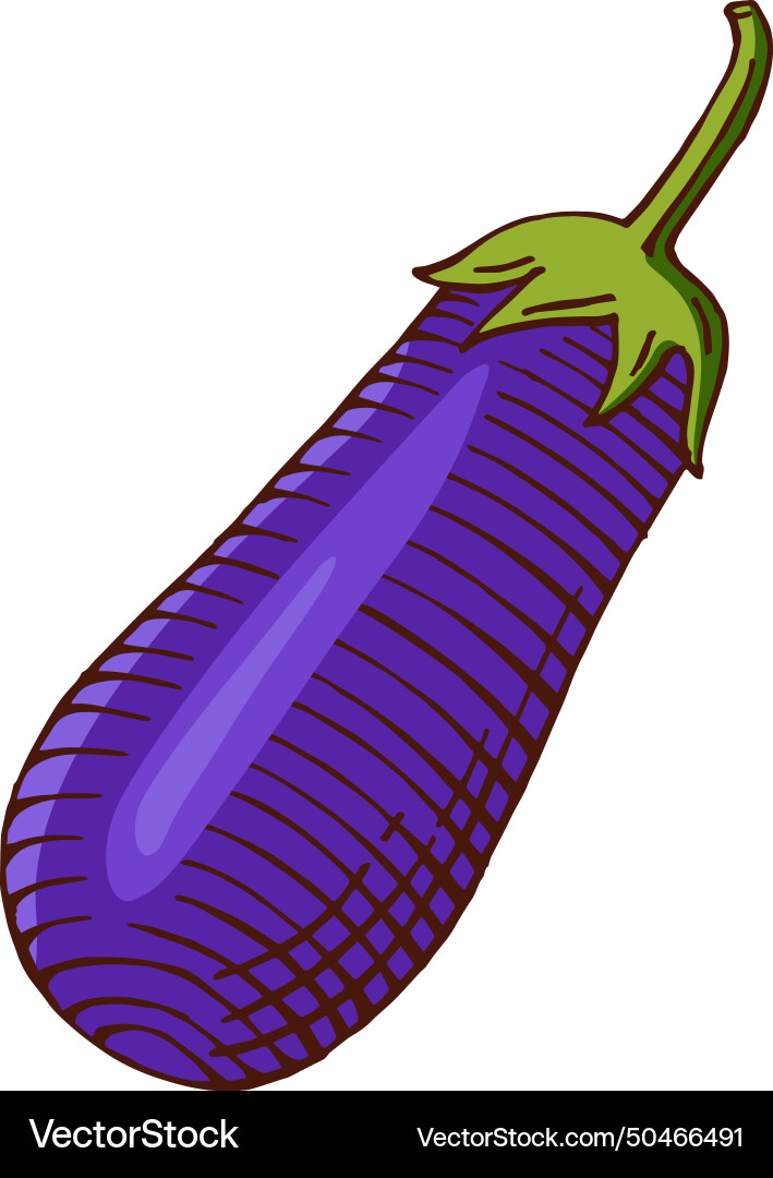 Hand drawn brinjal color Royalty Free Vector Image