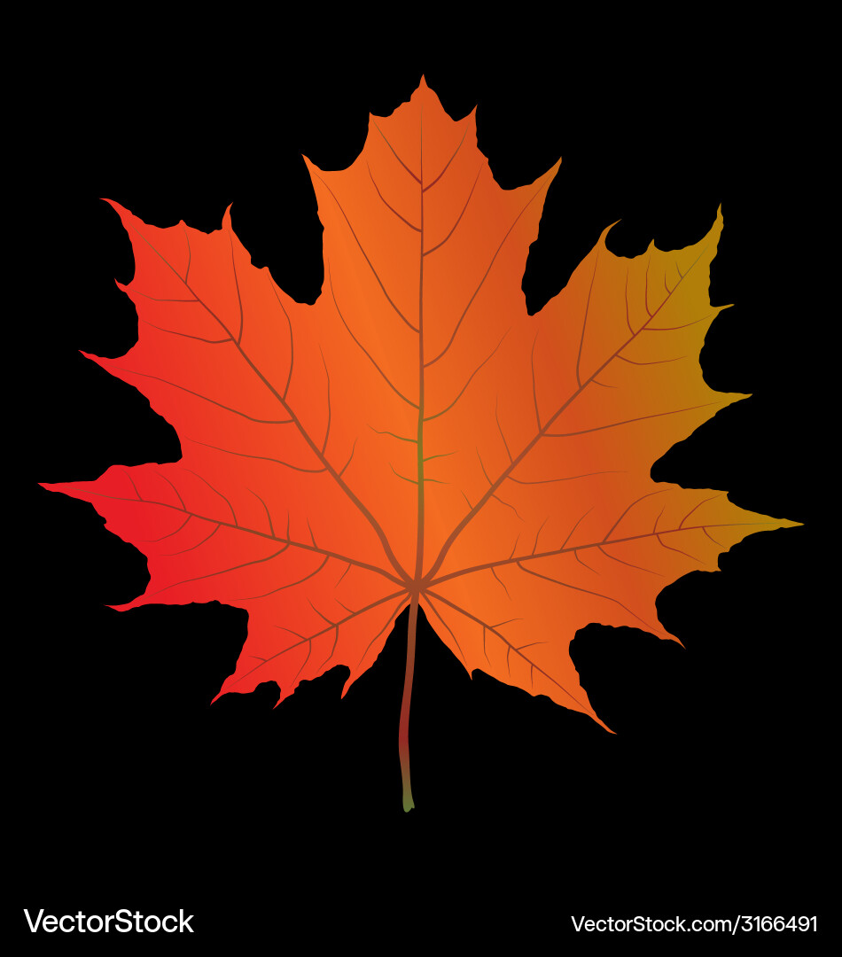 Maple leaf Royalty Free Vector Image - VectorStock
