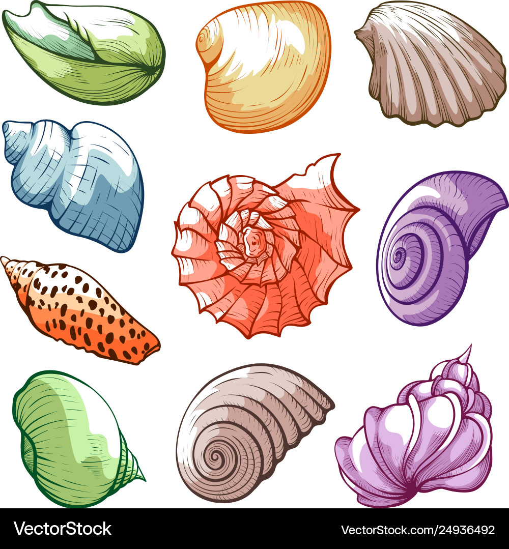 Underwater and sea tropical shells bright Vector Image