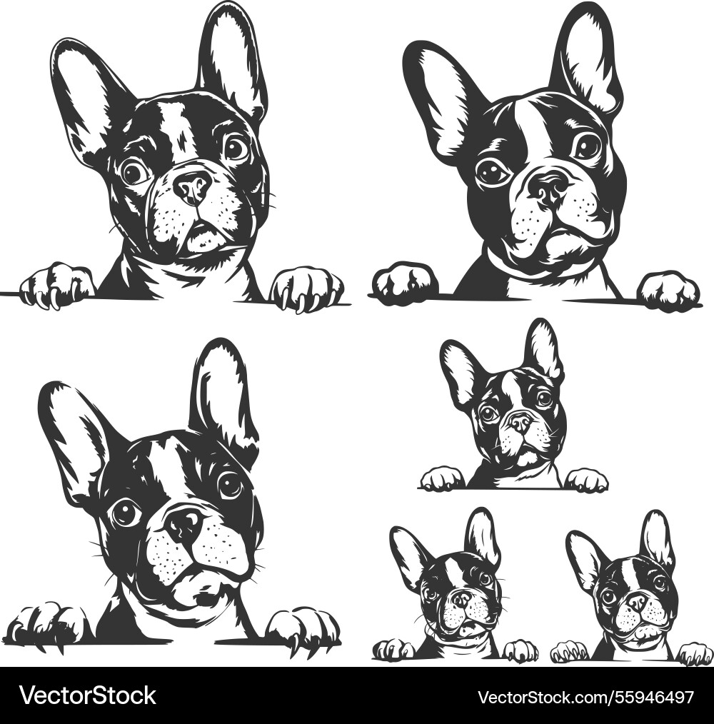 Boston terrier Royalty Free Vector Image - VectorStock