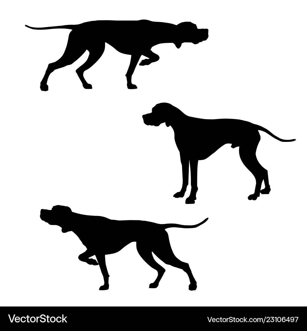 English pointer silhouettes Royalty Free Vector Image