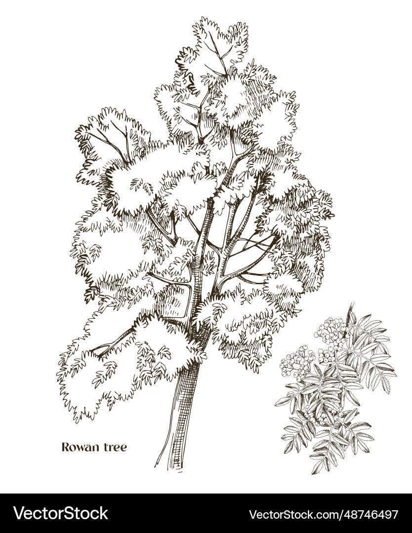 Rowan tree and branch Royalty Free Vector Image