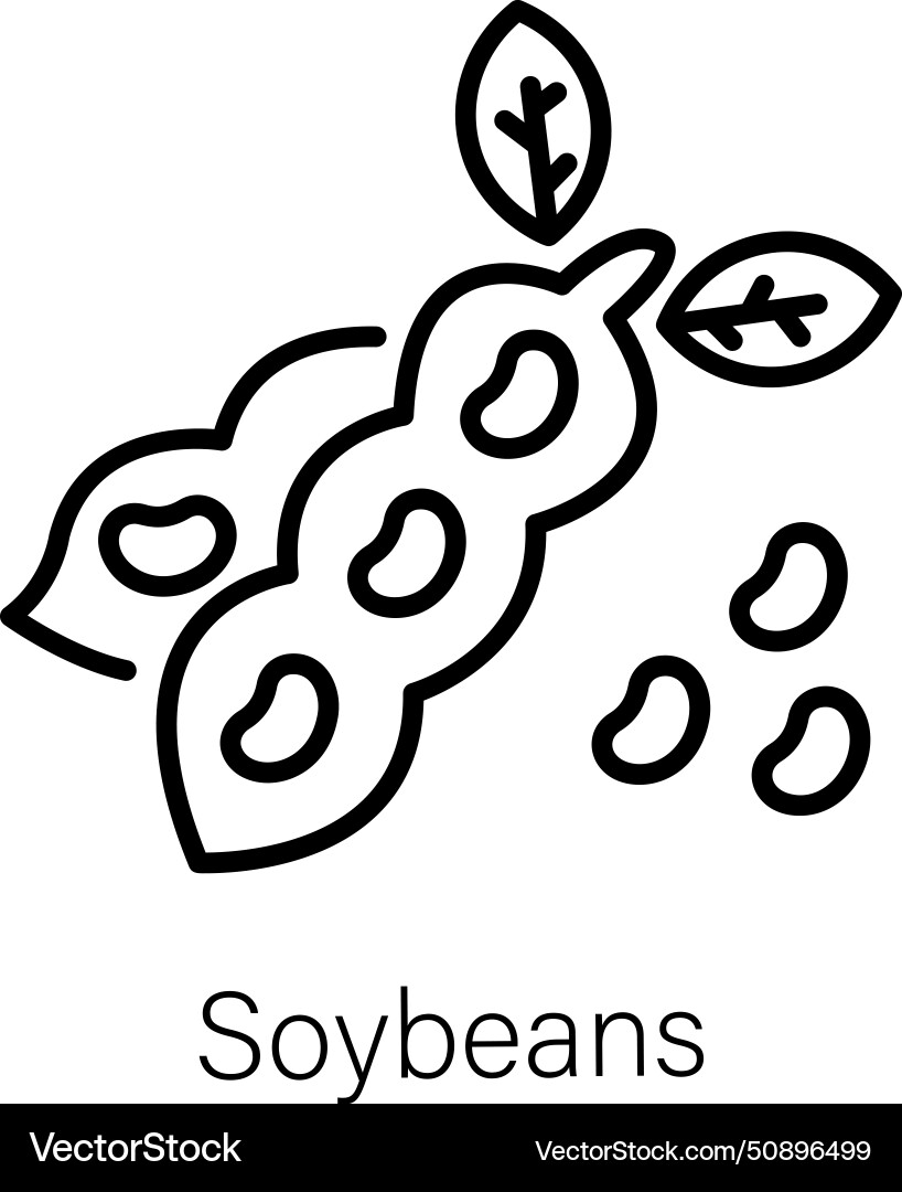 Soybeans Royalty Free Vector Image - VectorStock
