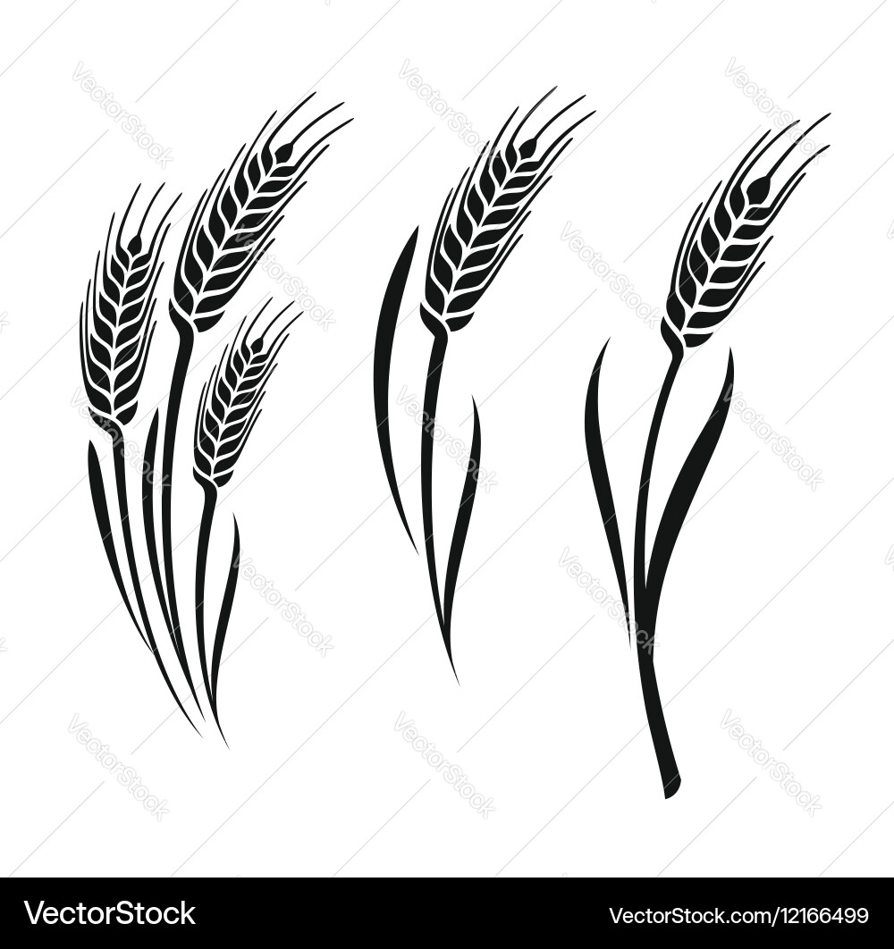 Wheat Grain Collection Royalty Free Vector Image