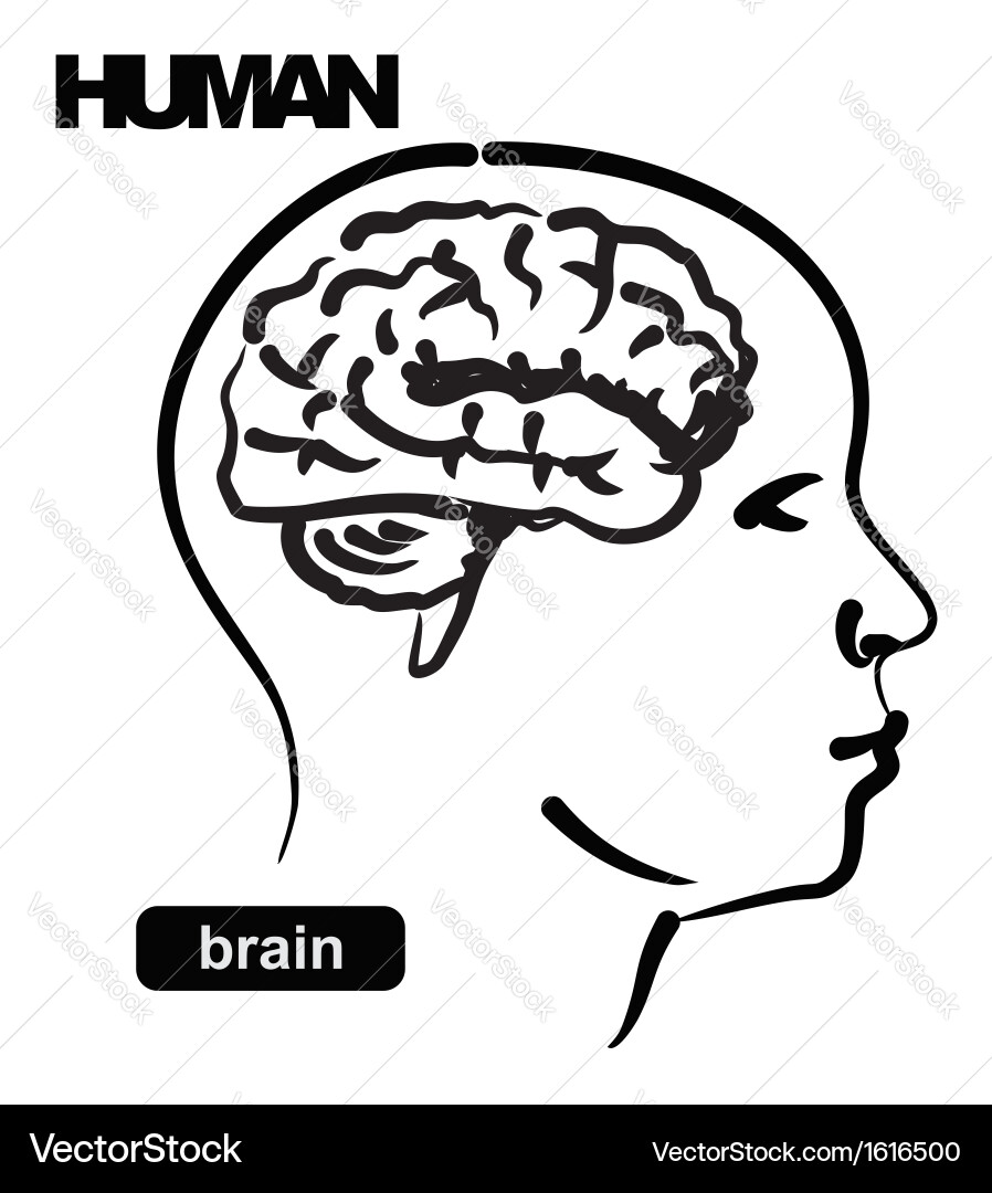 Human Royalty Free Vector Image - VectorStock