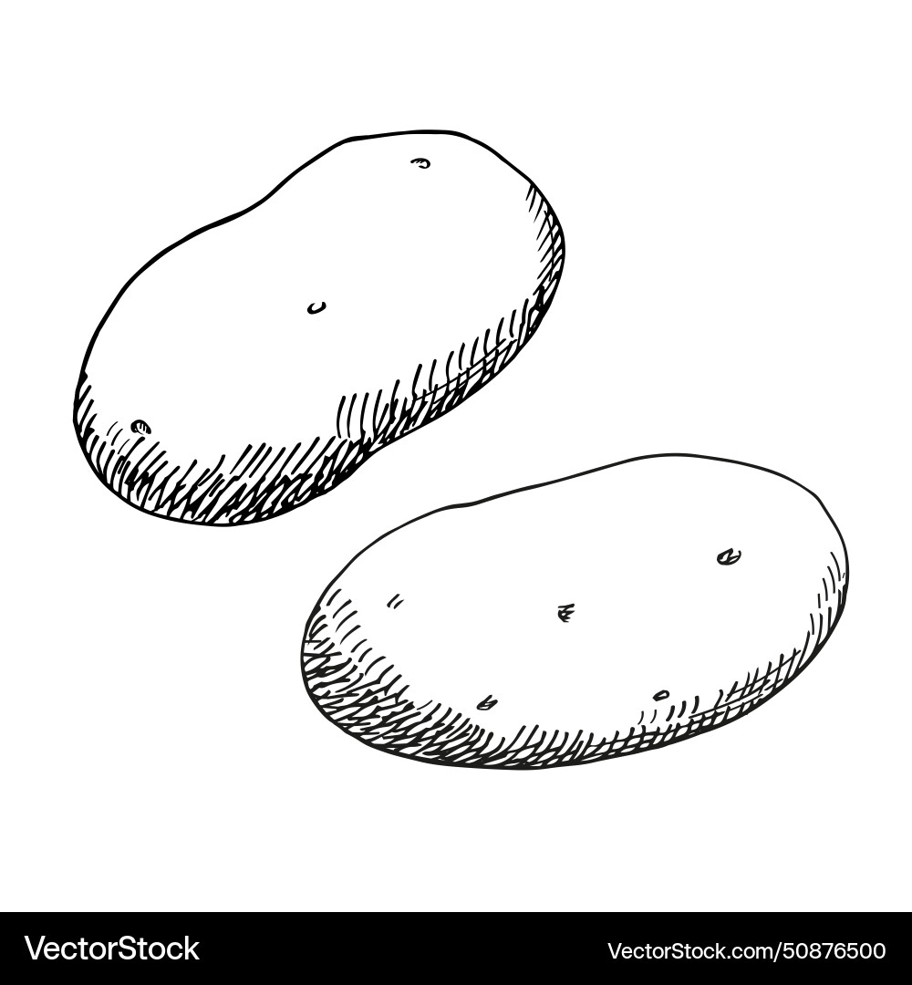 Potato sketch hand drawn ink fruit plant Vector Image