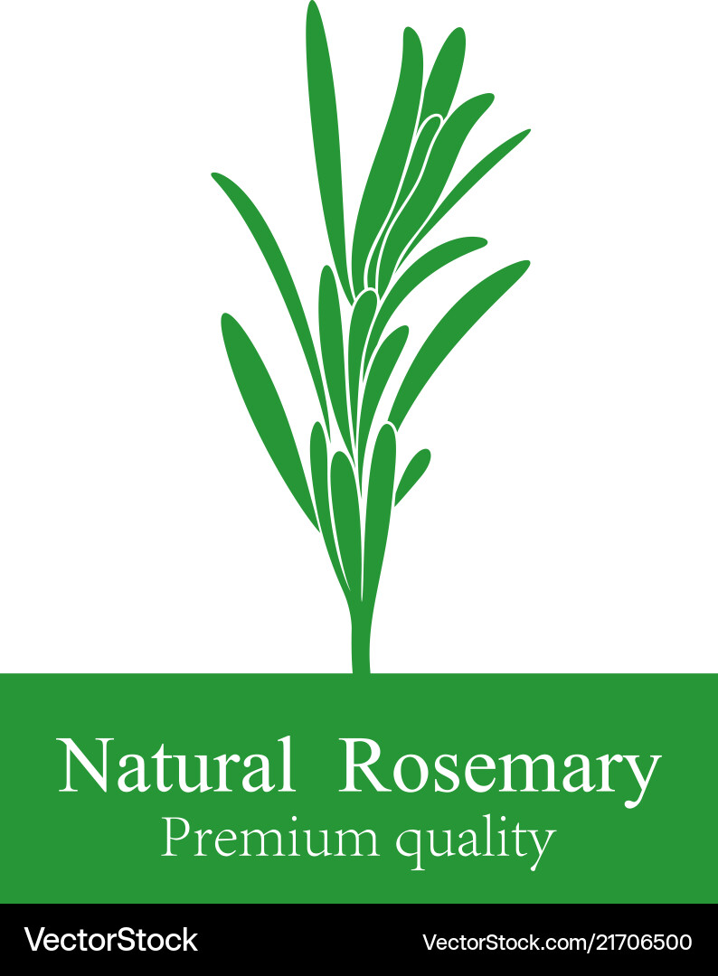 Rosemary Royalty Free Vector Image - VectorStock