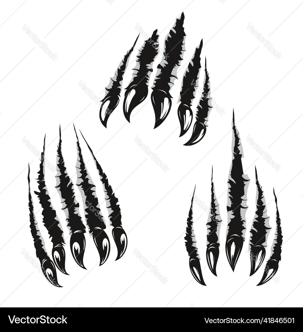 Angry bear claw marks and scratches animal attack Vector Image