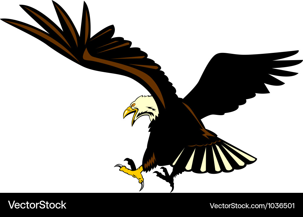 Bald eagle flying Royalty Free Vector Image - VectorStock