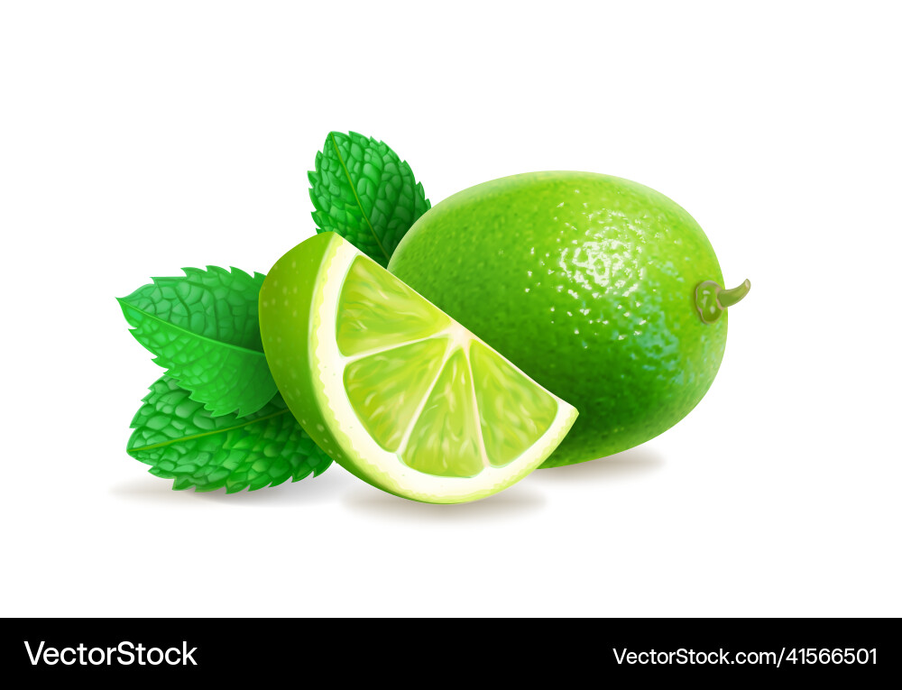 Fresh limes with leaves and mint realistic citrus Vector Image