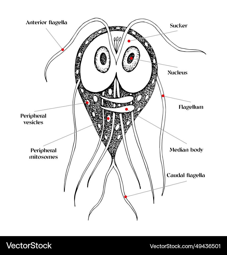 Giardia Diagram Giardia Intestinalis Parasite, Illustration Stock