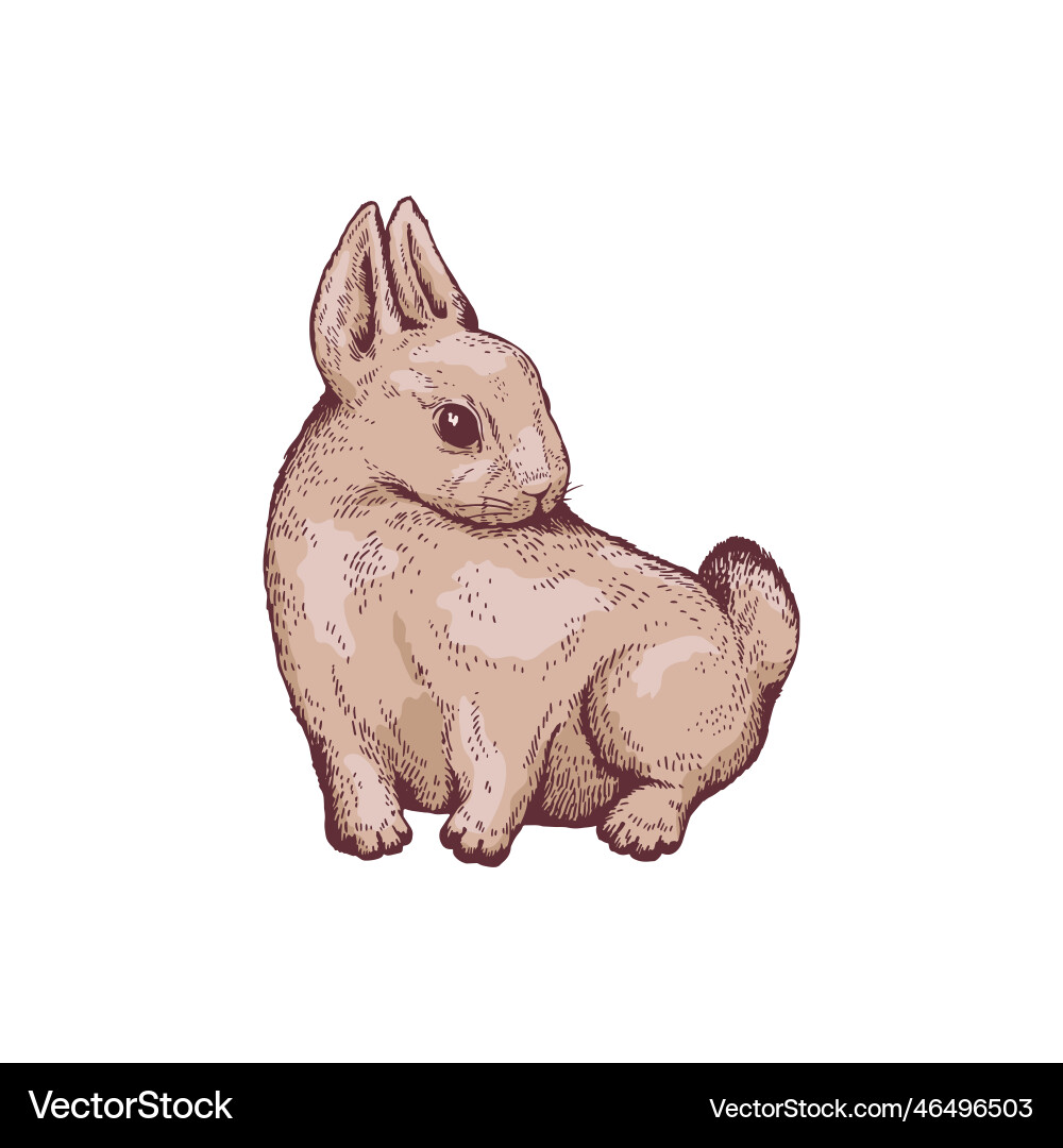 Fluffy rabbit drawing sketch style Royalty Free Vector Image