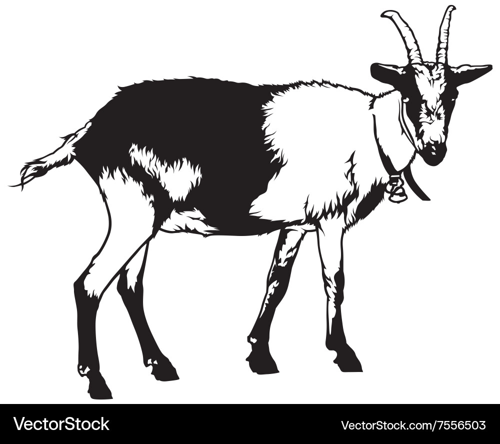 Goat from side view Royalty Free Vector Image - VectorStock
