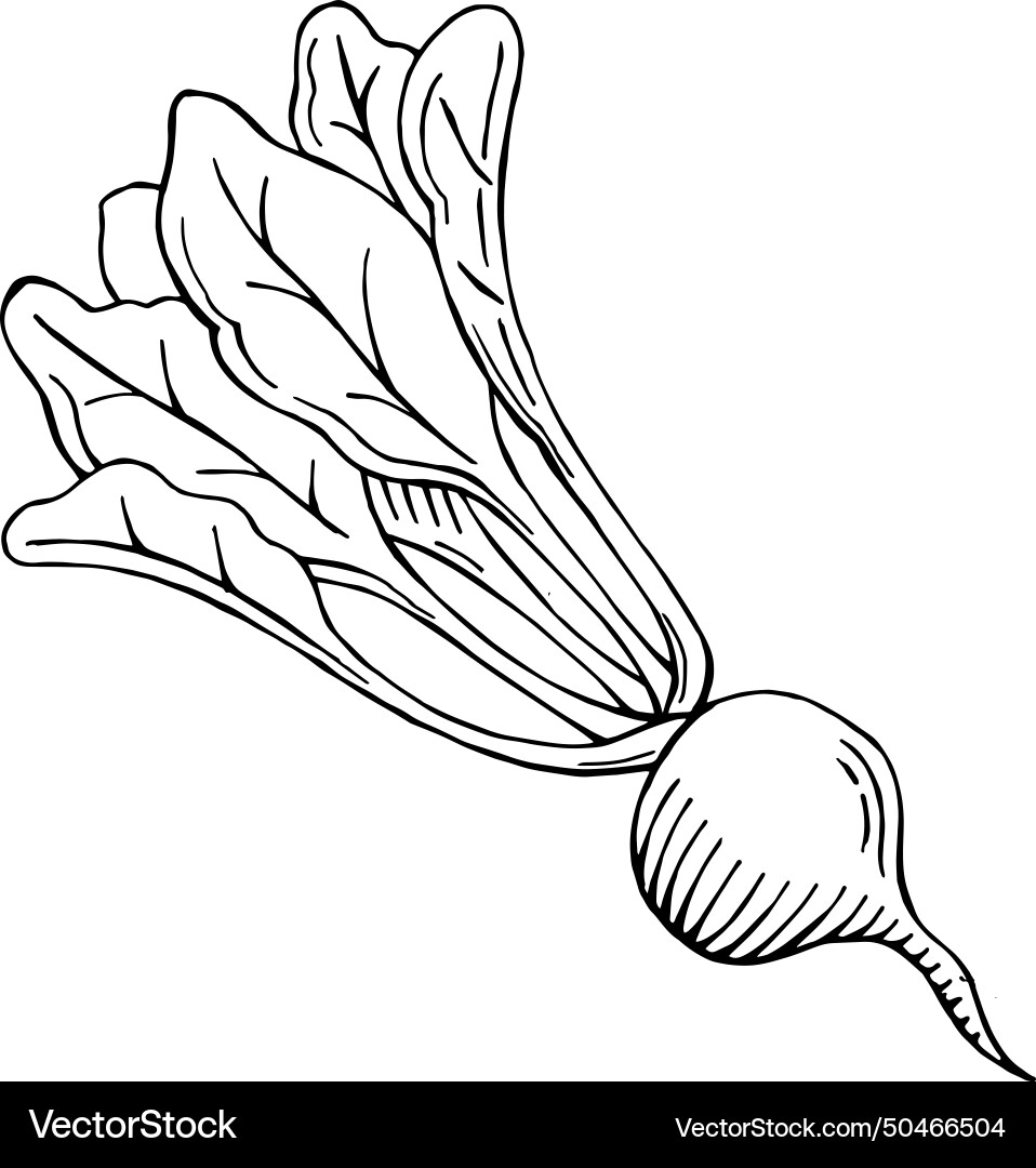 Hand drawn beet beetroot Royalty Free Vector Image