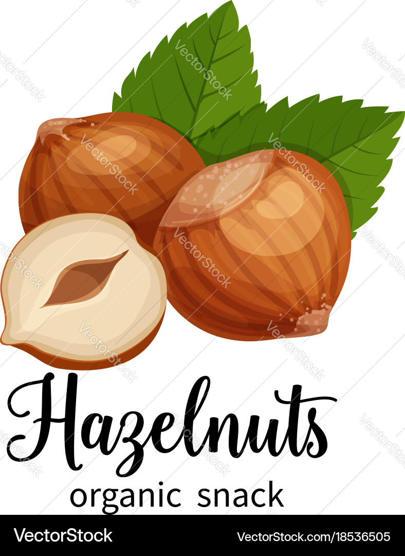 Hazelnut in cartoon style Royalty Free Vector Image