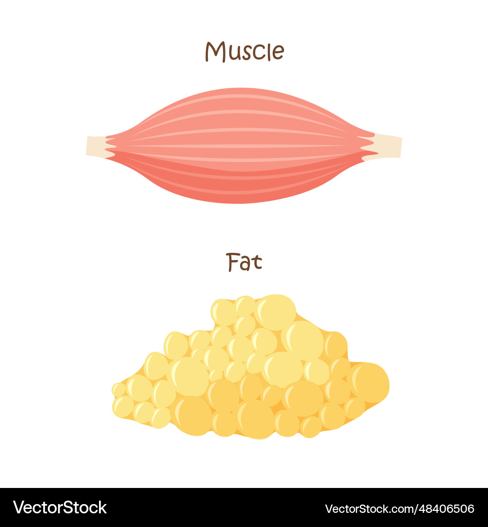 Muscle and fat tissue icon Royalty Free Vector Image