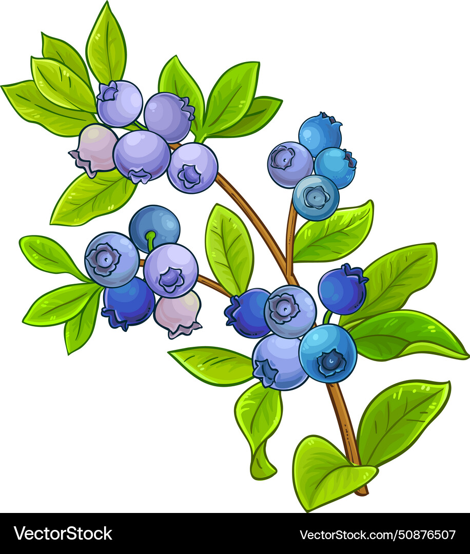 Blueberry branch colored detailed Royalty Free Vector Image