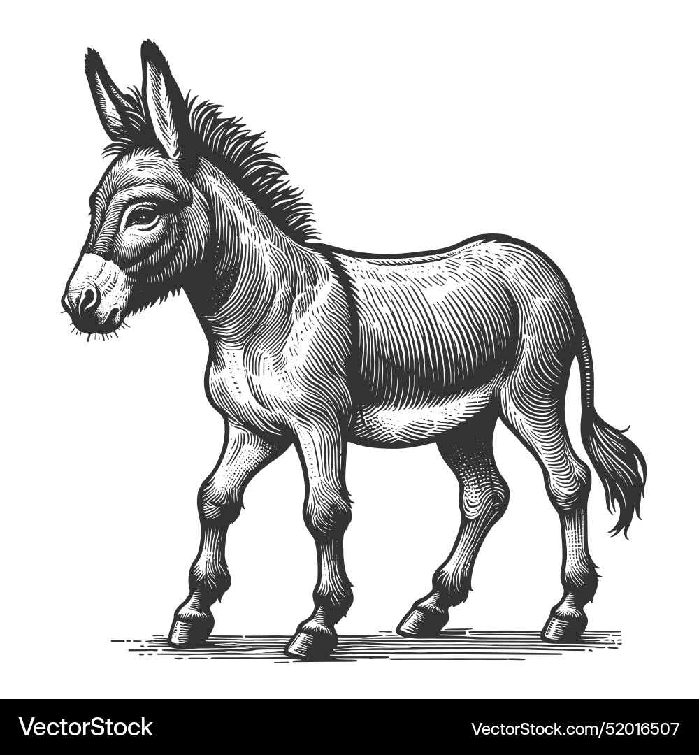Donkey walking engraving Royalty Free Vector Image