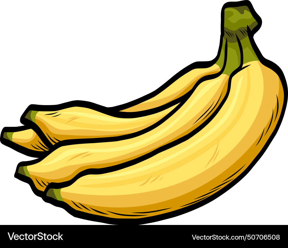 Banana bunch of bananas drawing Royalty Free Vector Image