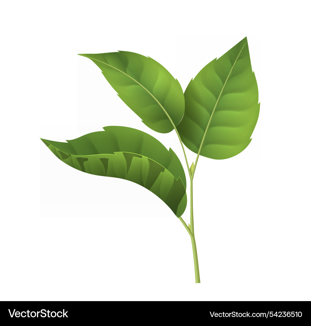 Realistic leaves branch with fresh bloom Vector Image