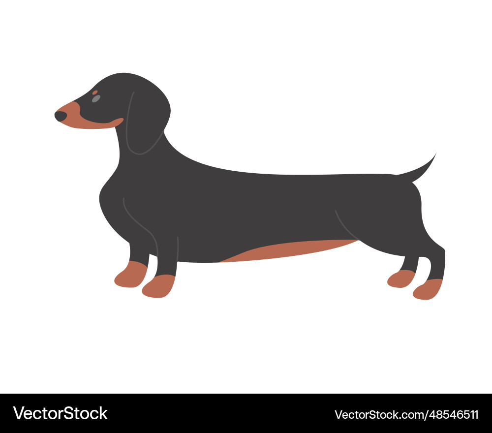 Dachshund dog breed Royalty Free Vector Image - VectorStock