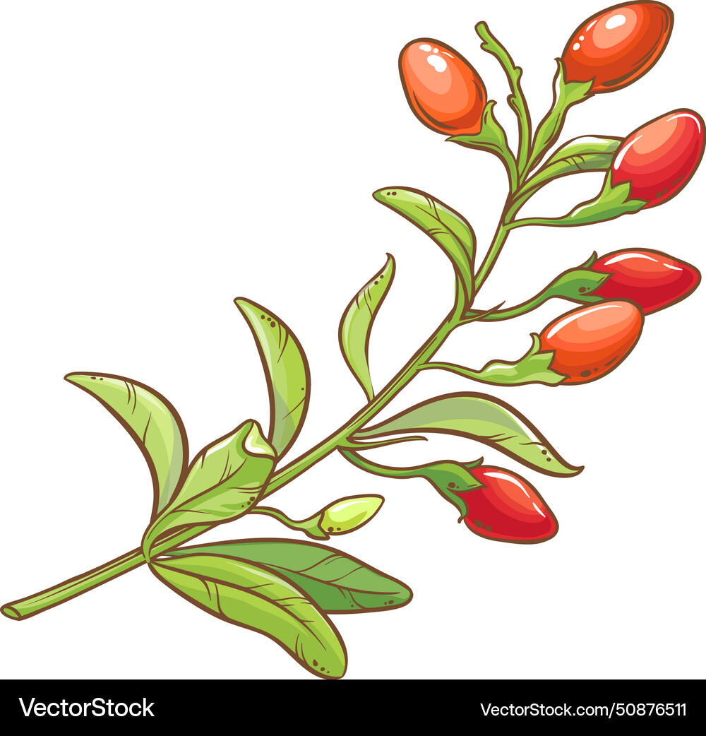 Goji branch colored detailed Royalty Free Vector Image